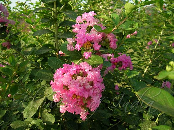 Lagerstroemia indica - Common Crape Myrtle